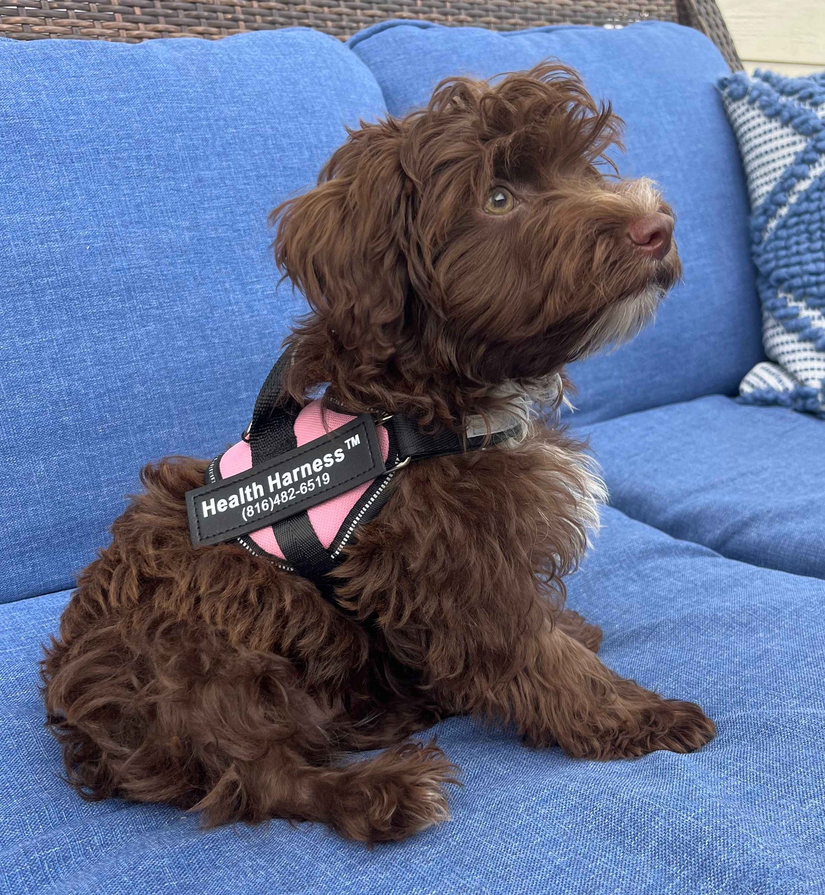 Custom Dog Harness | Harness Pros – HarnessPros