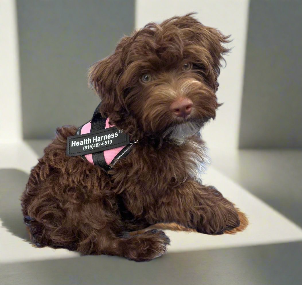 Custom Dog Harness | Harness Pros – HarnessPros