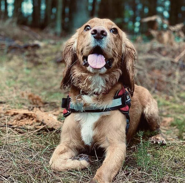 Custom Dog Harness | Harness Pros – HarnessPros